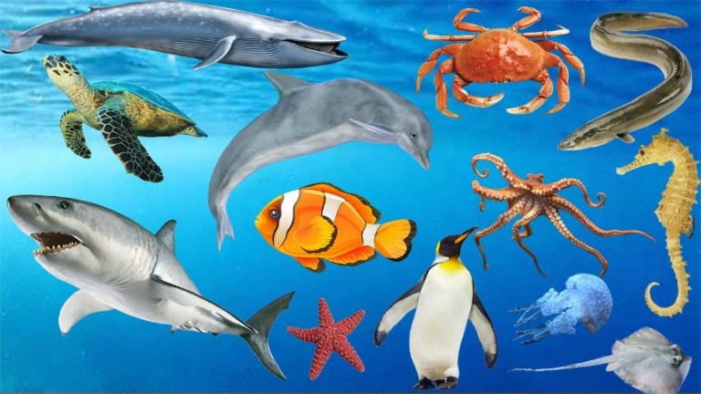 Animais Aquáticos - BMA